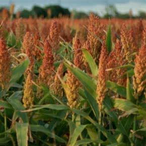 Black Millet, Sorghum Nigrum Plug Plants (12) : Amazon.co.uk: Garden