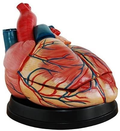 Jumbo Heart Simulation Model Medical Anatomy Heart Model Type Including ...