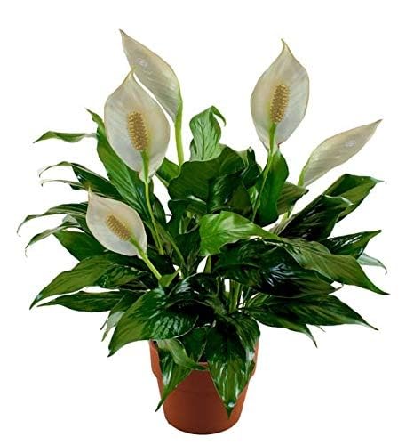 Indoor Peace Lily Plant Air-Cleaning Greenery Live Spathiphyllum ...