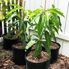 Nandini Garden Mango Alphonso Hapus Ratnagiri Variety Grafted Aam Fruit ...