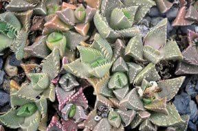 Amazon.com : PEBBLED TIGER JAWS~Succulent Seed~1 Seed ONLY : Patio ...