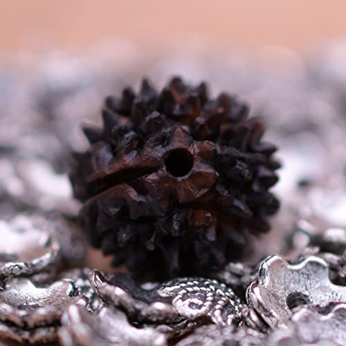 VDesign Energized 1 Mukhi GOL Dana Rudraksha Eka Ek Mukhi Rudraksha ...