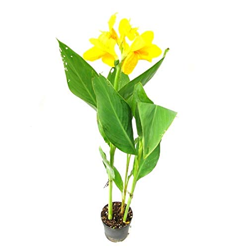 Mphmi Seedless Plant Flower Plants Canna Yellow Plant - Canna Indica ...