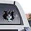Funny Cat Car Window Decal – Maine Coon Peeking Through Cracked Glass ...