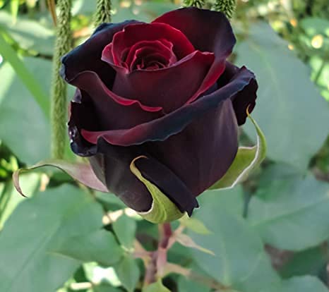 Desi Gardener Black Rose Plant, Black, one Live Plant : Amazon.in ...