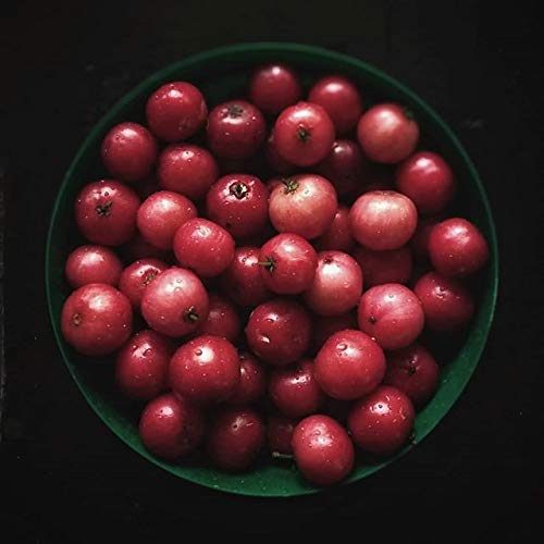 Creative Farmer Live Fruit Plant Flacourtia Jangomas Talispatri Or Pani ...