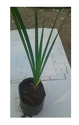 Unity Enterprises Real Vekhand Plant : Amazon.in: Garden & Outdoors