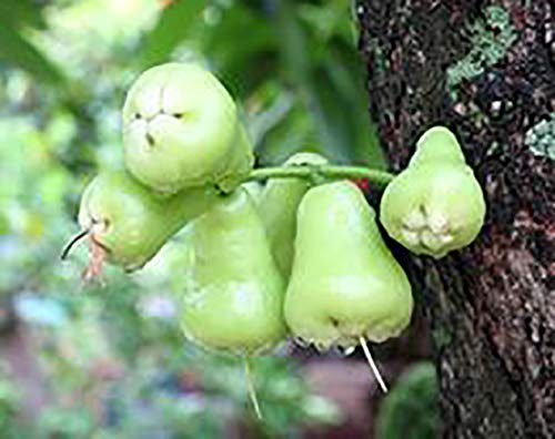 LushGreen Gardens All Season Rare Live White Wax Apple -Dwarf Variety ...