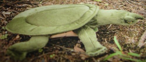 Amazon.com: 12" Turtle (softshell) : Toys & Games