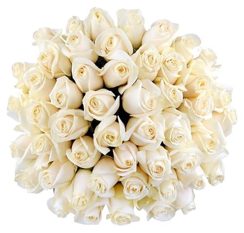 The Beauty and Significance of White Roses: A Guide to This Timeless Flower