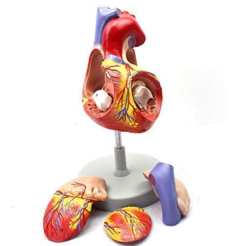 Buy WZXCV Body Model Anatomy Model, Human Heart Models, 3D Model Study ...