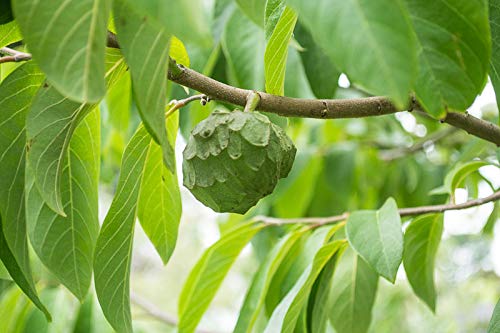 Mphmi Live Plant Nursery NCR Plant Annona cherimola hanuman Phal plants ...