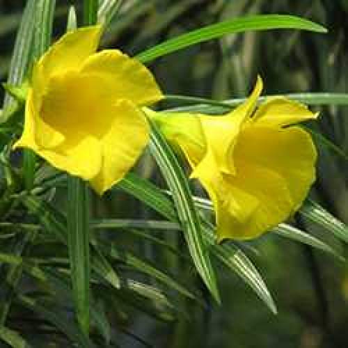 Mphmi Nursery Delhi Plant NCR Nerium Yellow - Oleander, Kaner Plant ...