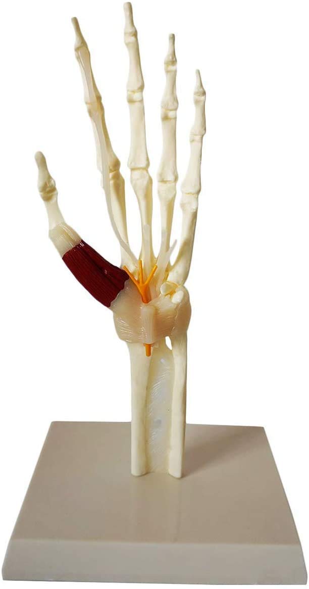 Buy Model Skeleton Of The Human Hand - Skeleton Of An Anatomical ...