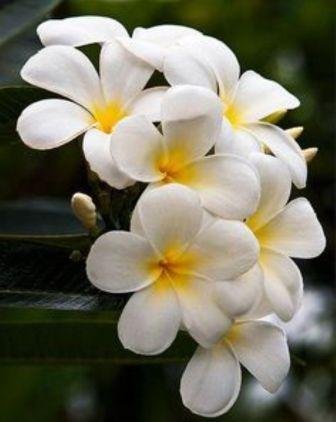 Ketki Ka Phool Photo, Image & Pic - Ki Photo