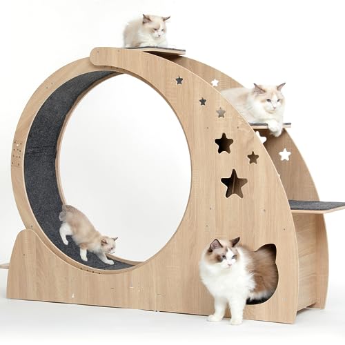10 Best Cat Exercise Wheels | 2024