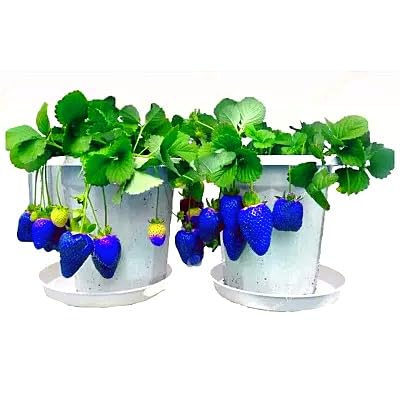 Sweet Blue Strawberry Live Plant/Grafted Plant For Home Garden (Pack of ...