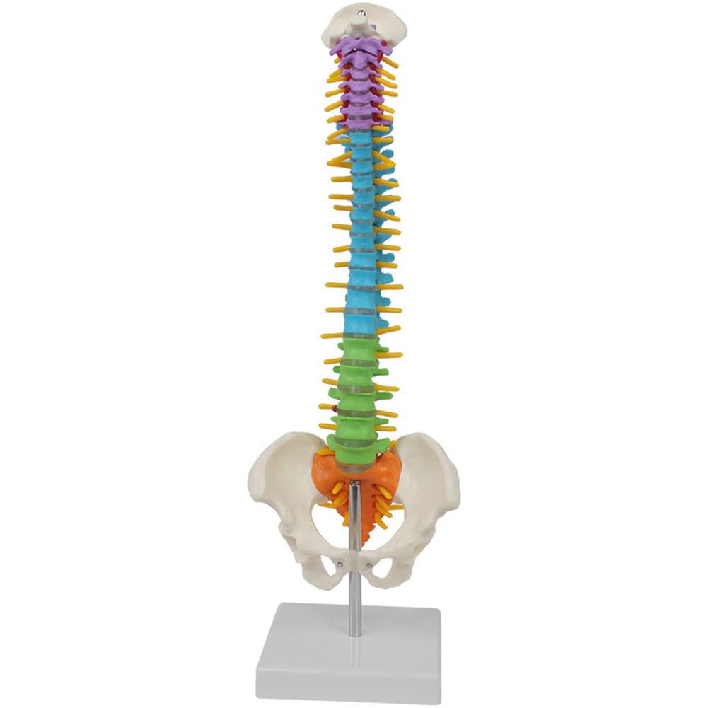 Buy ERCTOO Human Spine Model Vertebral Column With Pelvis Femur Medical ...