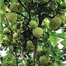 Sitaphal seeds,seeds of sitaphal (12 seeds) : Amazon.in: Garden & Outdoors