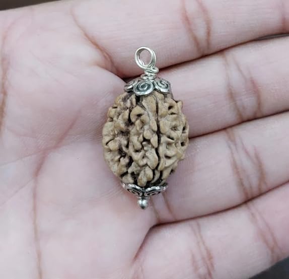 Gemstone Gallery 3 Face Rudraksha Original Certified Three Mukhi ...
