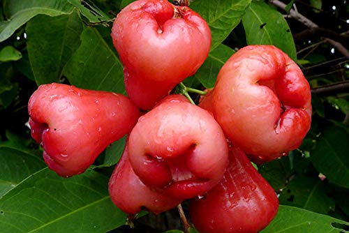 Creative Farmer Live Plants Rose Apple (Wax Apple) Wax Jambu Fruit ...