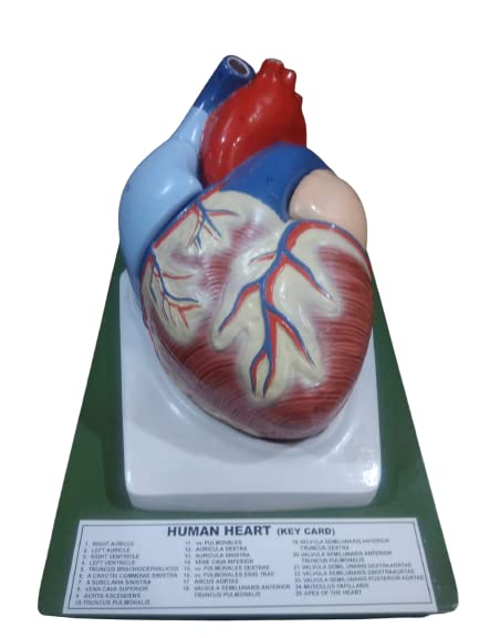 Human Heart Model |Model of Human Heart : Amazon.in: Industrial ...