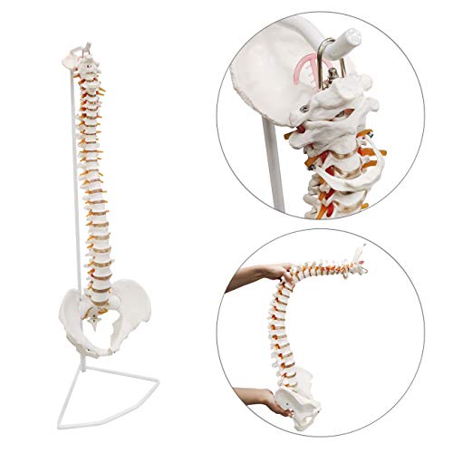 Ultrassist Life Size Human Spine Model, Bendable Spinal Cord with Hyoid ...