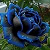 Amazon.com: CHUXAY GARDEN Midnight Blue Rose,Black and Blue Rose Flower ...