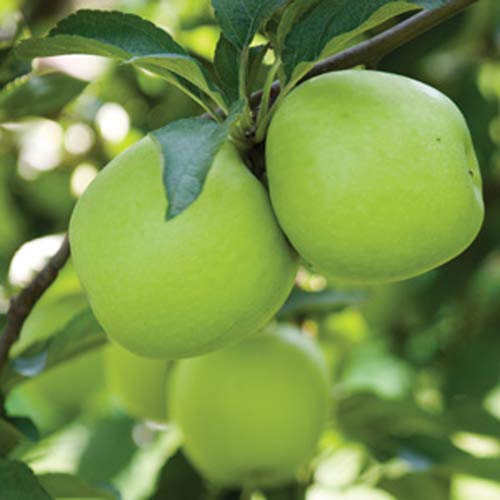 Trothic Gardens Hybrid Rare Exotic Fruit" Bare Apple" Ziziphus ...