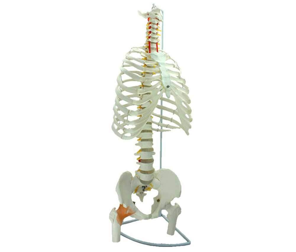 Buy MKULOUS Life Size Flexible Spine Model with Spinal Nerves, Rib Cage ...