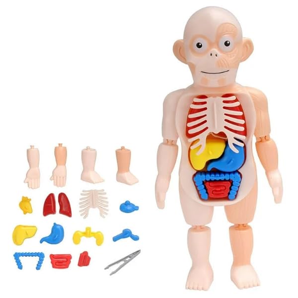 Buy Toy Link Kids Human Body Model Toy Set Birthday Gift for 3 4 5 6 ...