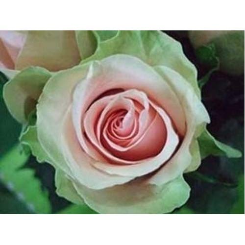Generic Rose Seed (40 Per Packet) : Amazon.in: Garden & Outdoors