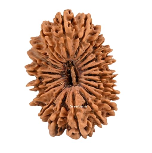 SreeGems 21 Mukhi Rudraksha Real Ikkis Mukhi Rudraksha 21 Mukhi ...