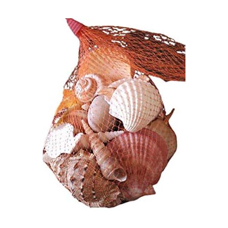 Rainbow Seashell Handcrafted - Seashells for Aquarium | Fish Tank | Art ...