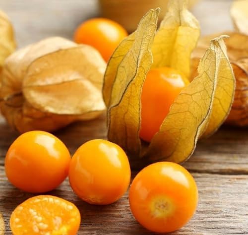 Amazon.com : Seeds Ground Cherry (Cape Gooseberry, Goldenberry) Orange ...
