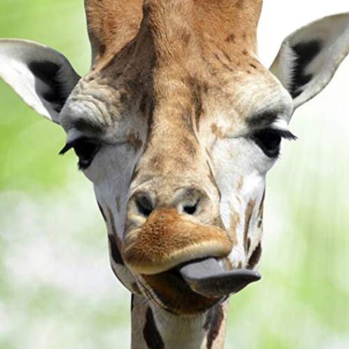 Play Bora Salvar Amazônia: Bora Salvar as Girafa by Bakari on Amazon Music