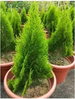 Matri Bhumi Live Thuja/Morpankhi/Jhau Tree Healthy Outdoor live plant ...