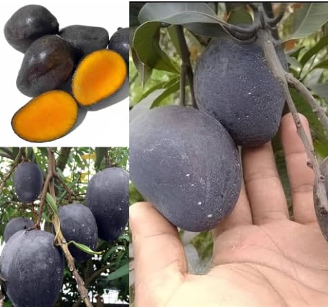 BISWAS GREEN VALLEY KASTURI MANGO GRAFTED PLANT : Amazon.in: Garden ...