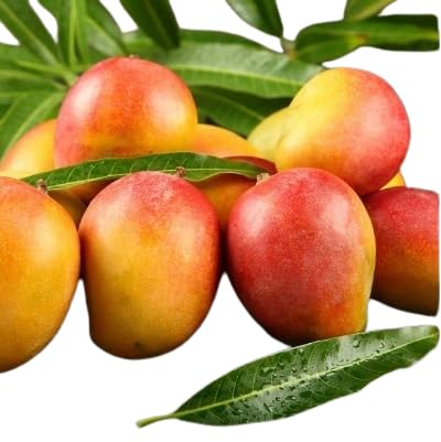 New Seedless Mango Variety Grafted Mango King of Fruits Healthy Live ...