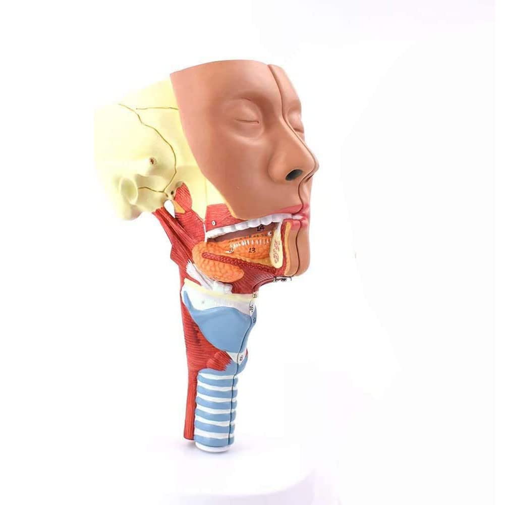 Buy Anatomical Model, Head Anatomy Pharyngeal Muscle, Pharynx, Throat ...