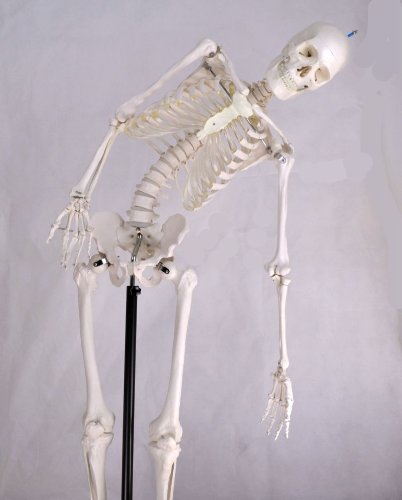 Medical Anatomical Human Skeleton Model, Flexible, Life Size, 170cm ...