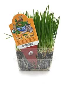 Amazon.com: Produce Organic Wheatgrass Pet Salad, 1 EA : Grocery ...