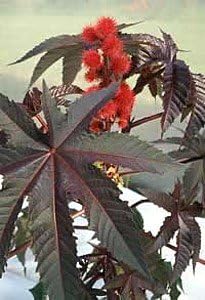 Amazon.com : Red Leaf Castor Bean 10 Seeds - Ricinus carmencita Red ...