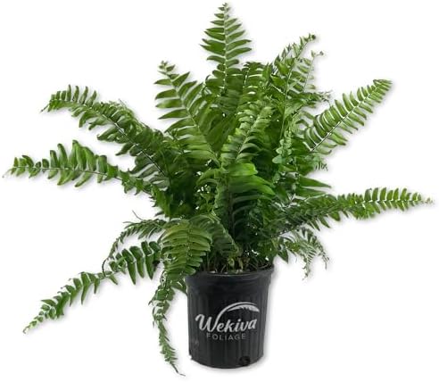 Amazon.com : Macho Fern - Live Plant in a 6 Inch Pot - Nephrolepsis ...