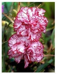Golden Hills Farm® (AVG 100-1000) seeds Dianthus Raspberry Ripple ...