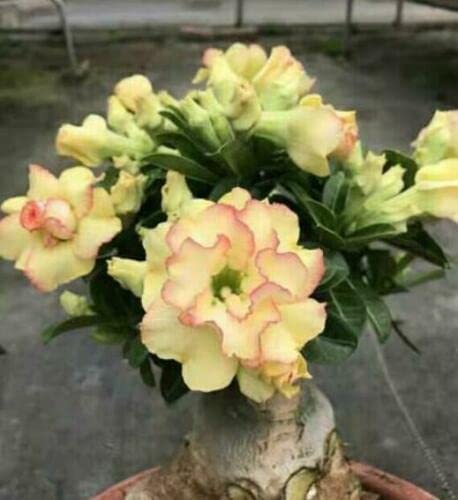 GREENLIVE TRADERS Live Healthy Rare Exotic Adenium Obesum Cream Maroon ...