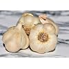 Amazon.com : 16 oz Heirloom Colossal Jumbo XL 2.5" Softneck Seed Garlic ...