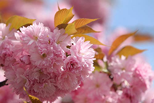 7 Beautiful, Reliable Spring Flowering Trees