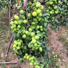 Moonlight Apple Kul, Hybrid Fruit Plant/Huge/Productivi, 1 feet Height ...