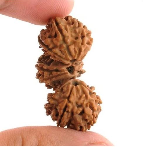 Retrend Design® Trimukhi Rudraksha Original Nepali Loose Rudraksha ...